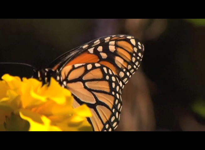 The Butterfly's Daughter eBook by Mary Alice Monroe | Official Publisher Page | Simon & Schuster AU